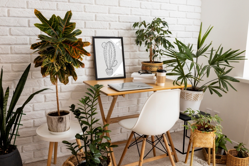 Les Compagnons des saisons - Comment bien arroser ses plantes vertes Les Compagnons des saisons - Comment bien arroser ses plantes vertes