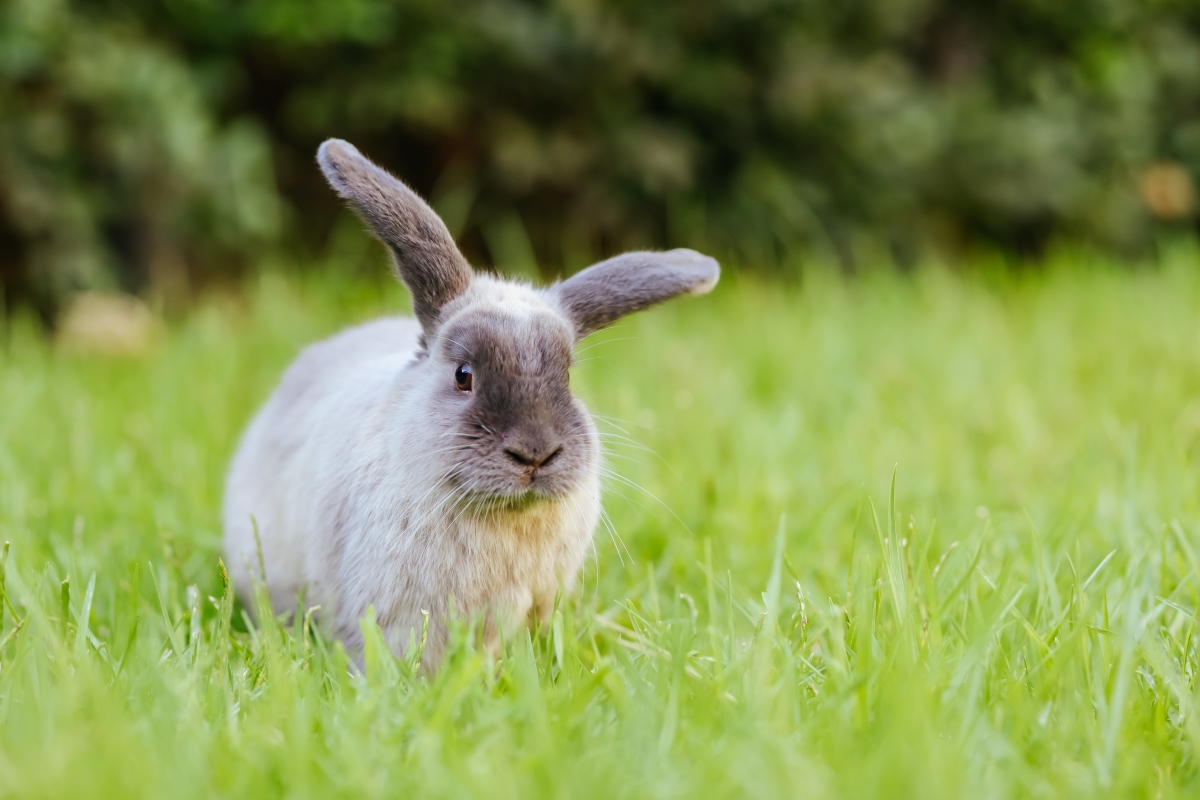 Les Compagnons des saisons - 3 conseils pour un lapin en bonne santé